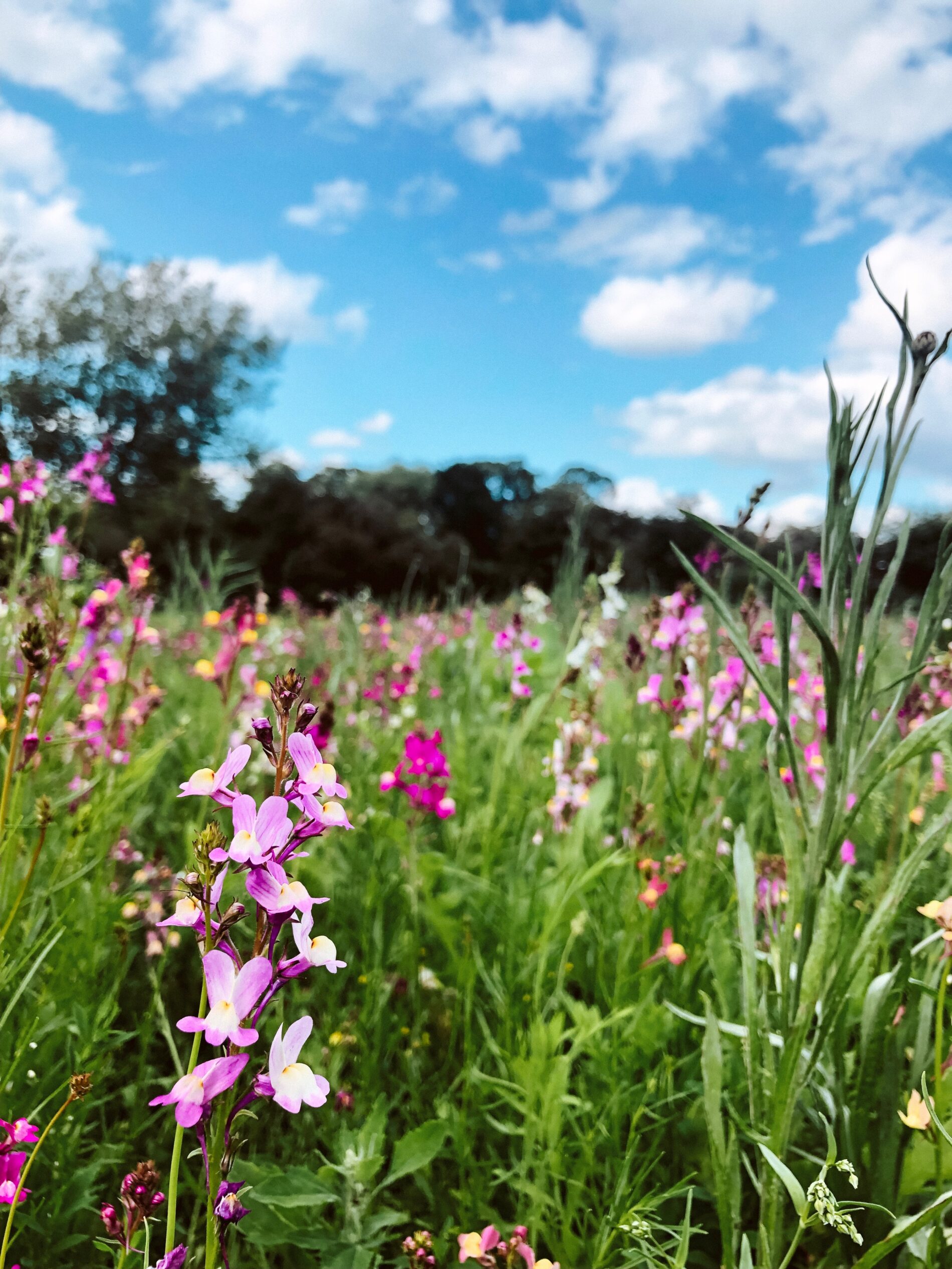 July photo challenge 2020 #MummyPhotoADay - MummyConstant